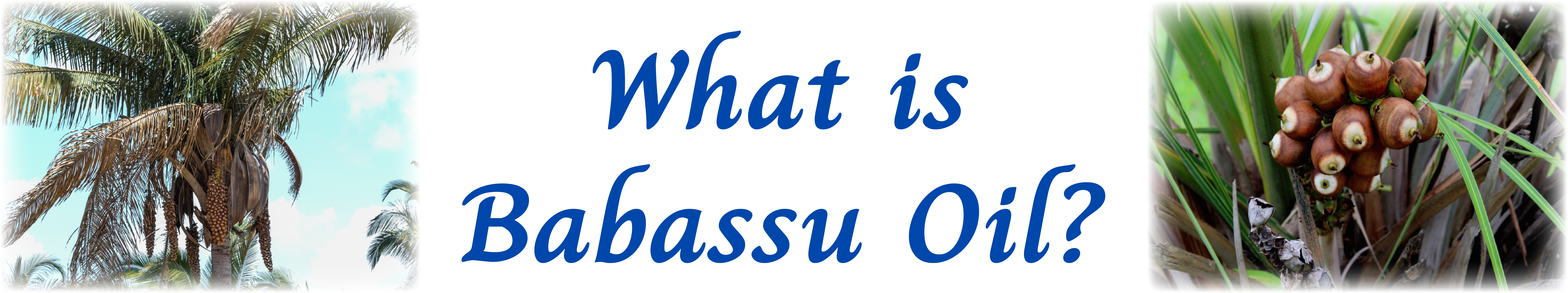 What is Babassu Oil? – ValAsta Jewish